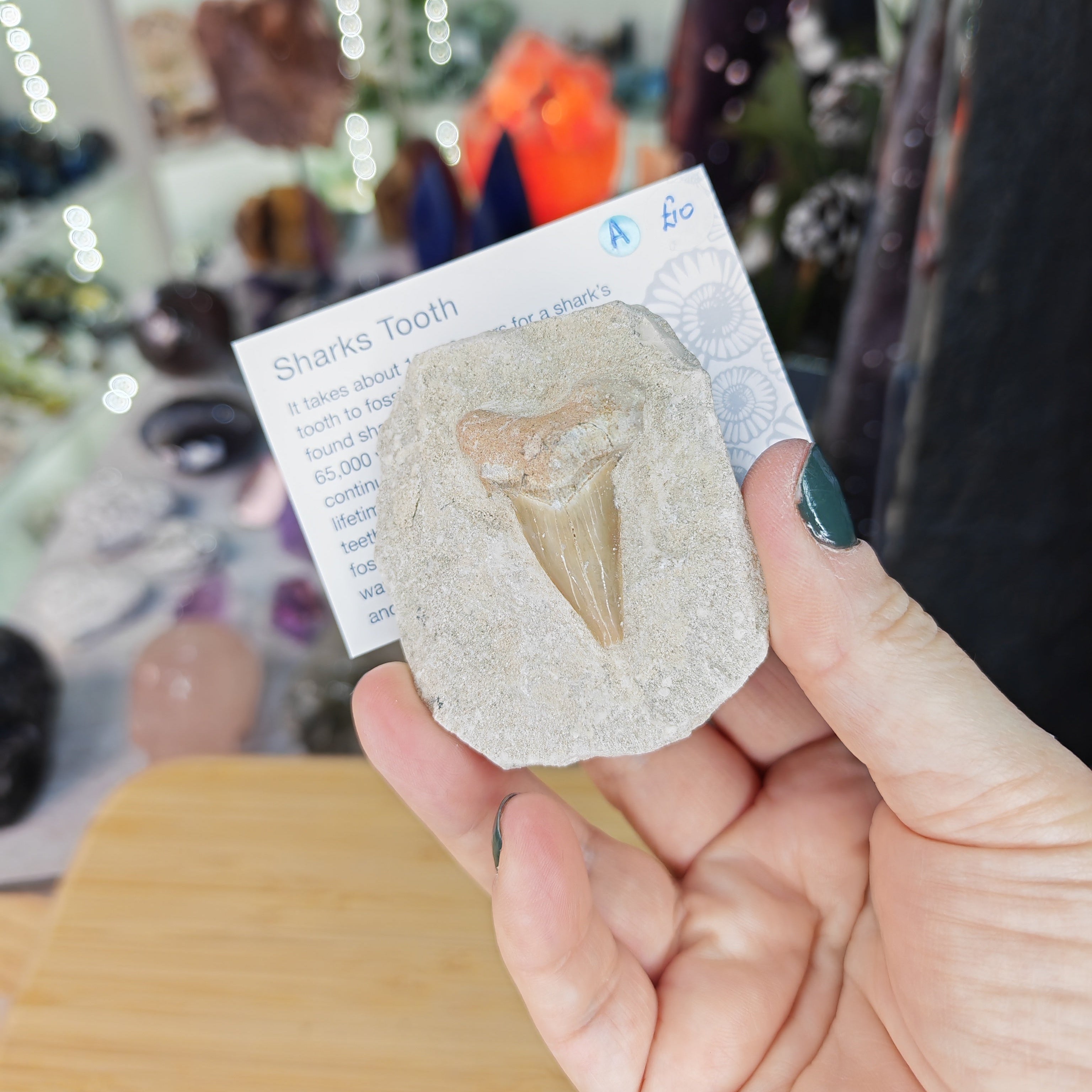 Shark Tooth in Matrix – Scottish Witch Shop