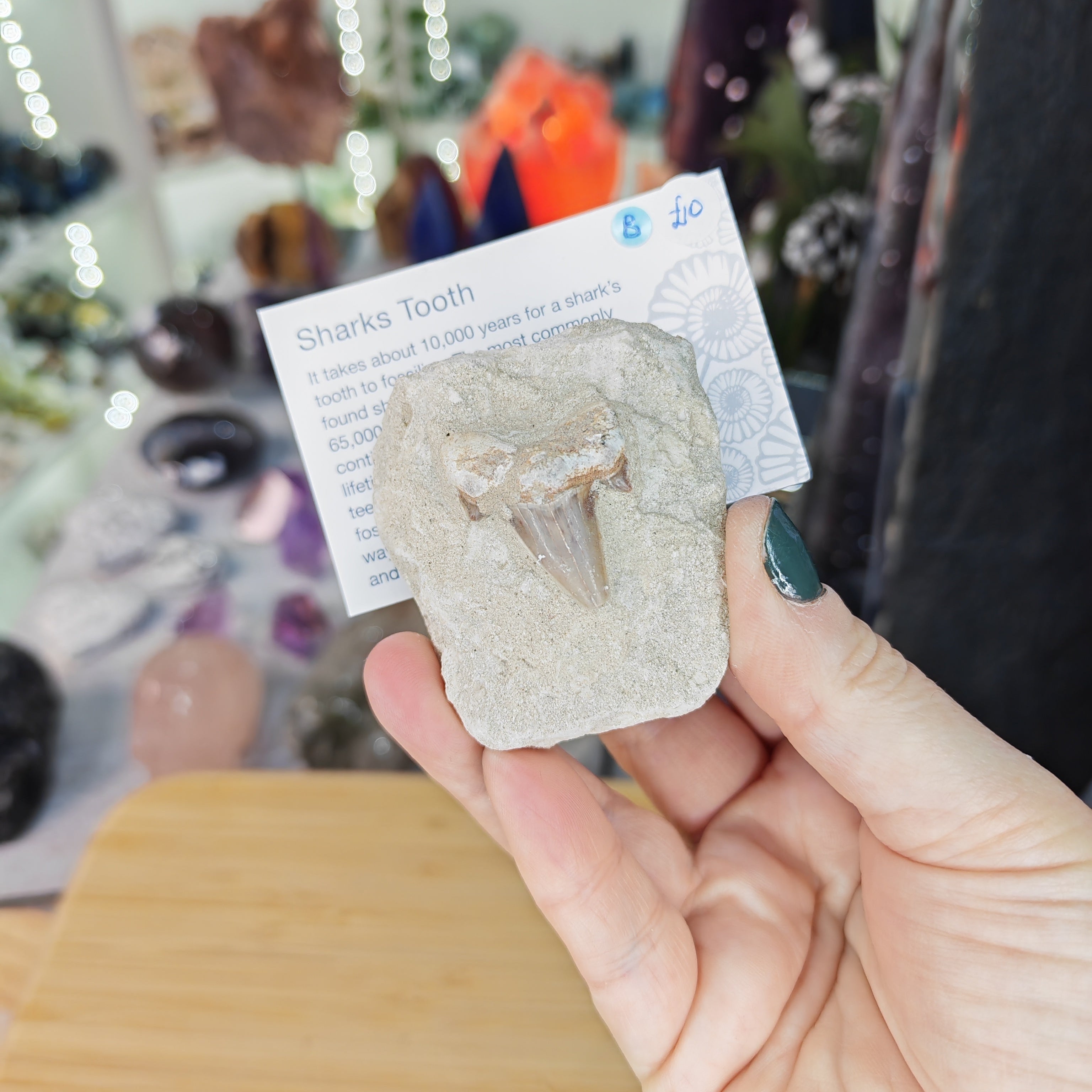 Shark Tooth in Matrix – Scottish Witch Shop